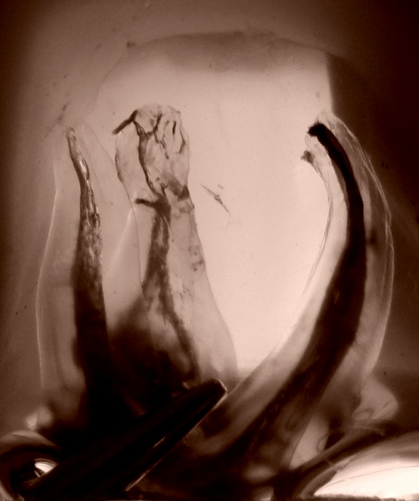 Twisted Files and Adaptive Motion Technology: A Winning Combination for ...