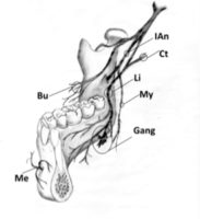 Lingual Nerve Injury: Surgical Anatomy and Management
