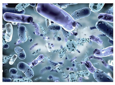 Probiotics and Their Potential for Adjunctive Use in Periodontal ...