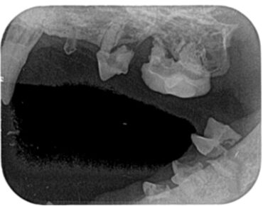 Oral Health Care for Pets - Oral Health Group