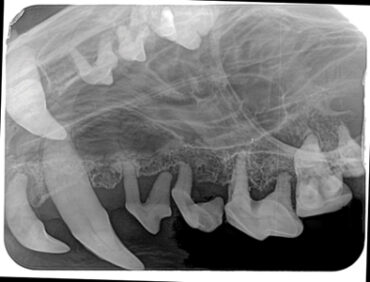 Oral Health Care for Pets - Oral Health Group