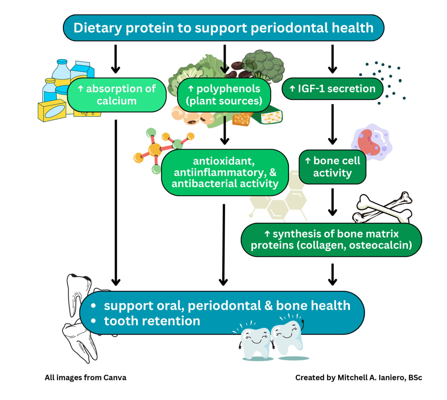 Dietary Protein to Support Periodontal Health: An Update