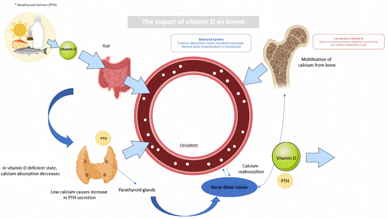Vitamin D: Unveiling the Crucial Trifecta - Teeth, Immune System, and Bones