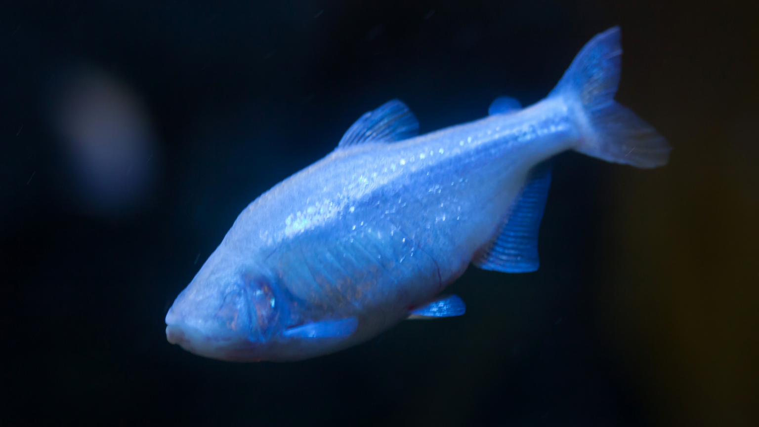 Regrowing teeth? Two Manitoba scientists draw inspiration from tropical ...