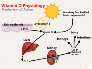 Vitamin D in orthodontics: A literature review - Oral Health Group