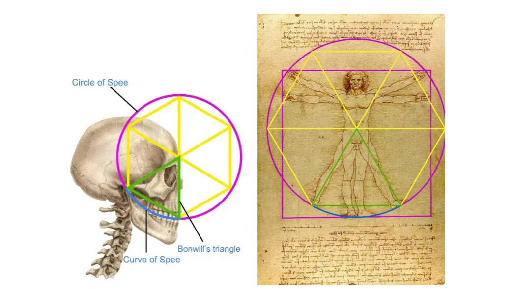 Curve of Spee - Oral Health Group