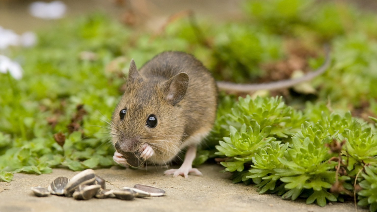 Needle-free flu vaccine delivered by dental floss shows promise — in ...