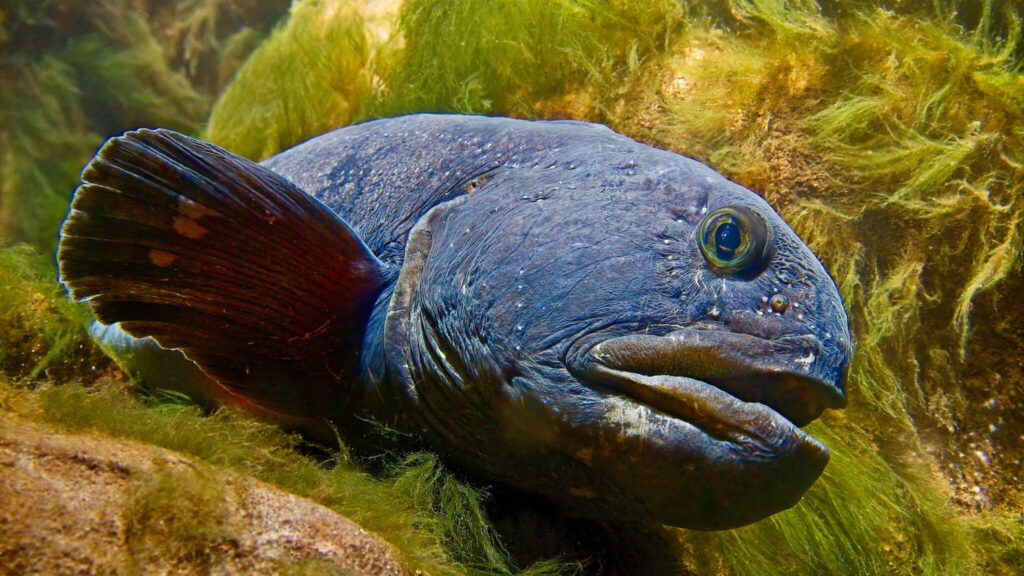 Researchers find Atlantic wolffish teeth contain rare material that ...