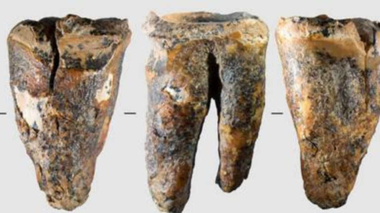 59,000-year-old Neanderthal tooth offers oldest known evidence of ...